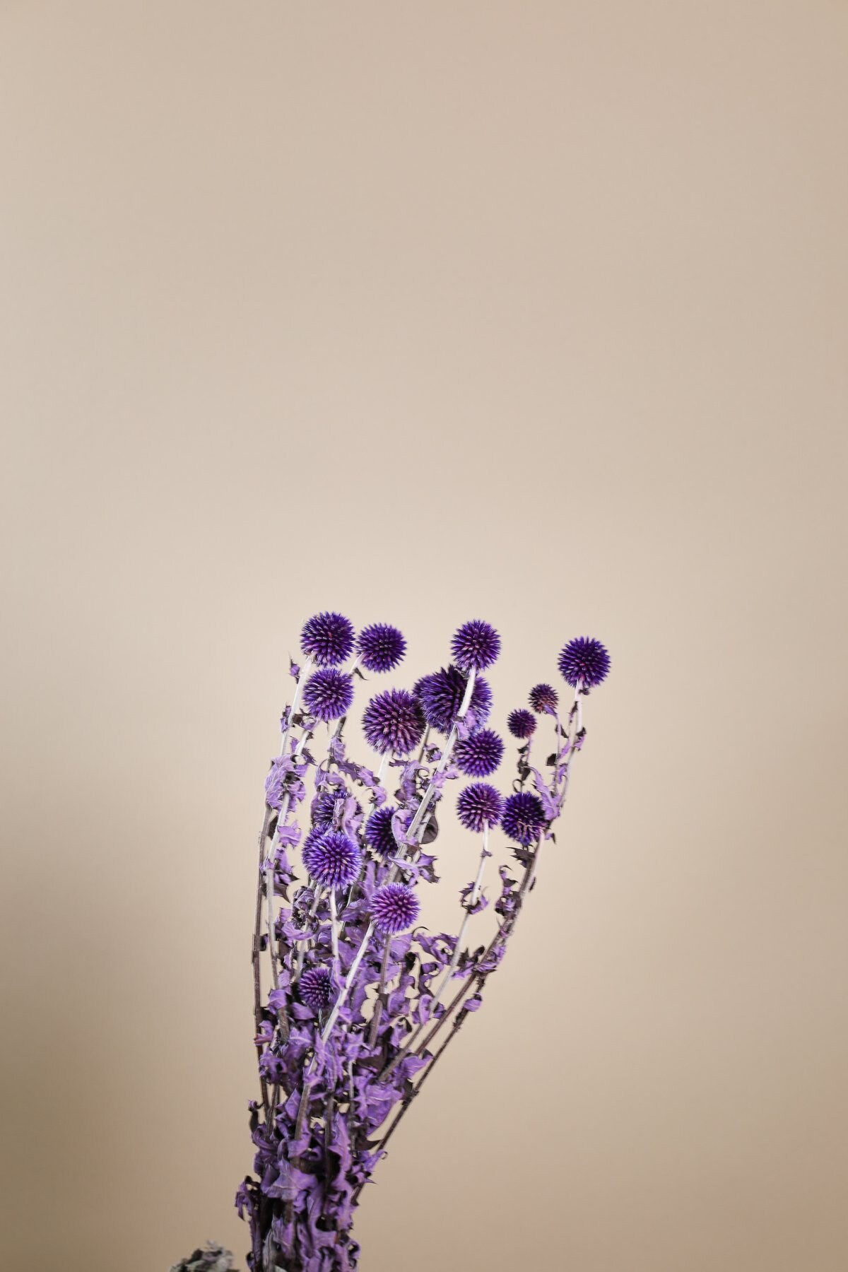 Purple Dried Echinops Thistle - Purple Globe Thistle - Etsy