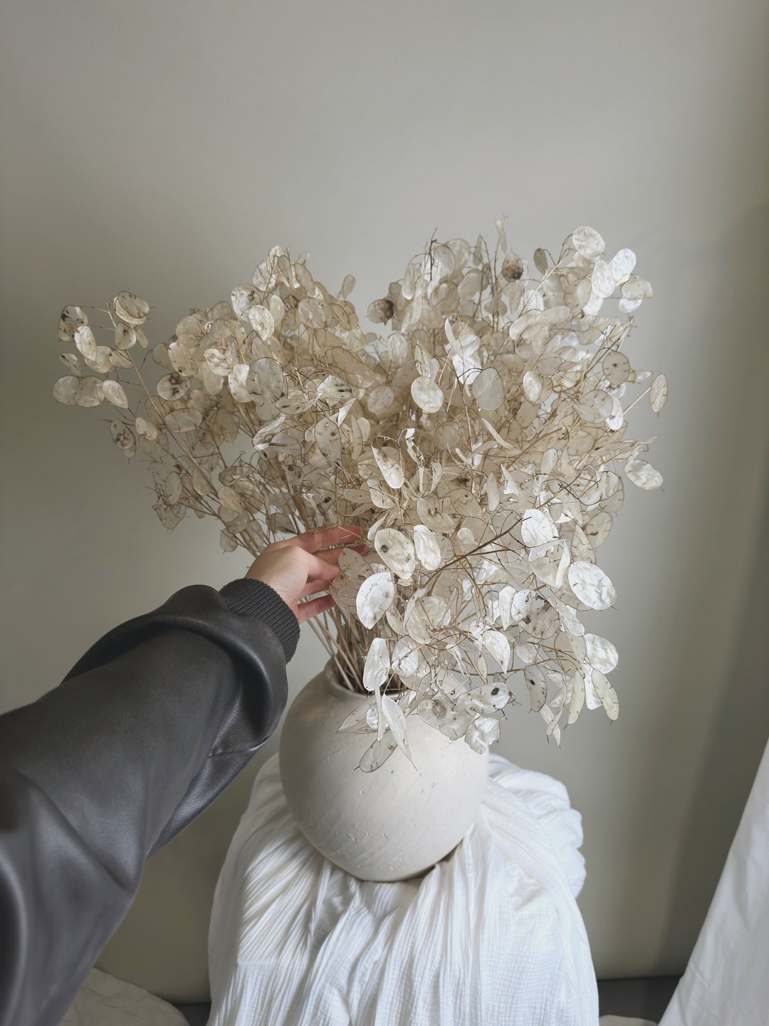 Dried Lunaria - Honesty Flowers White/cream All Natural - Etsy