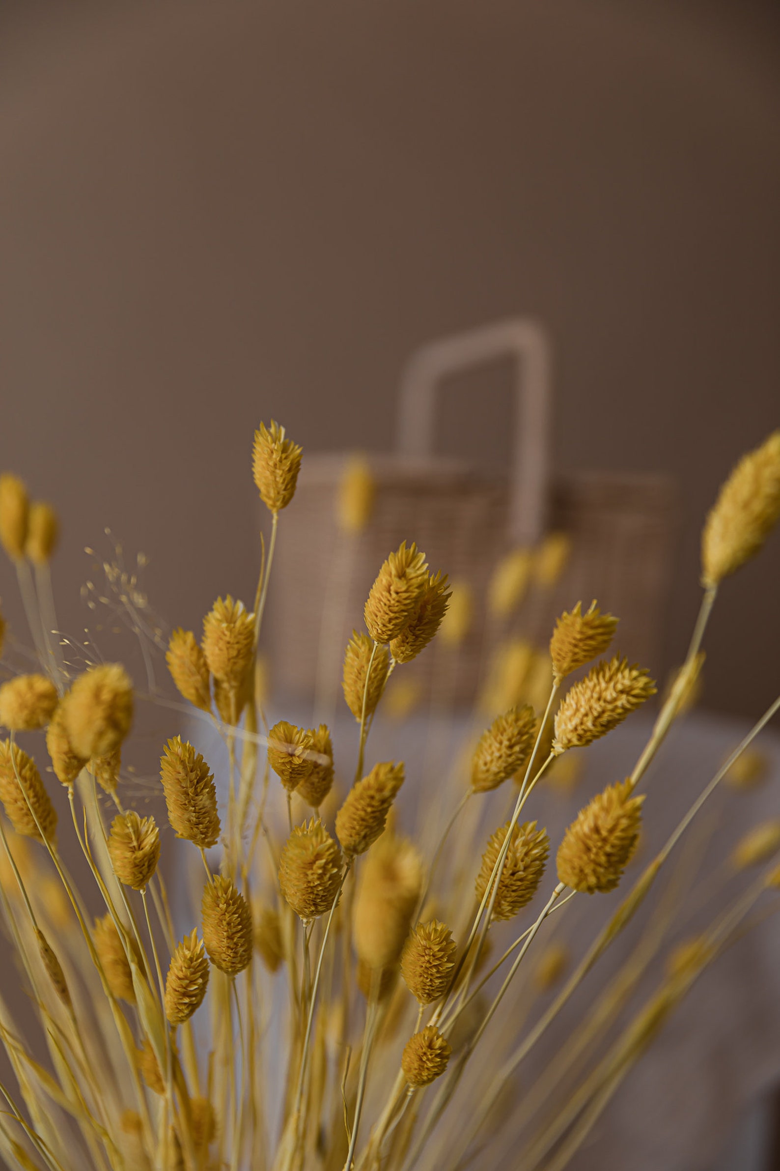 Dried Phalaris Yellow Canary Grass - Etsy