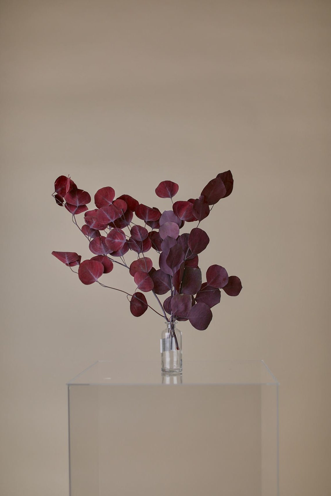 Red Preserved Eucalyptus Populus / Real Dried Flowers - Etsy