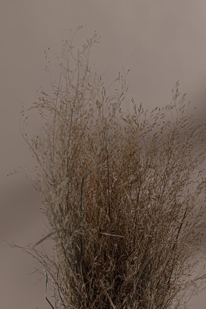 Natural Taupe Brown Wispy Feather Grass Stipa Pennata - Etsy