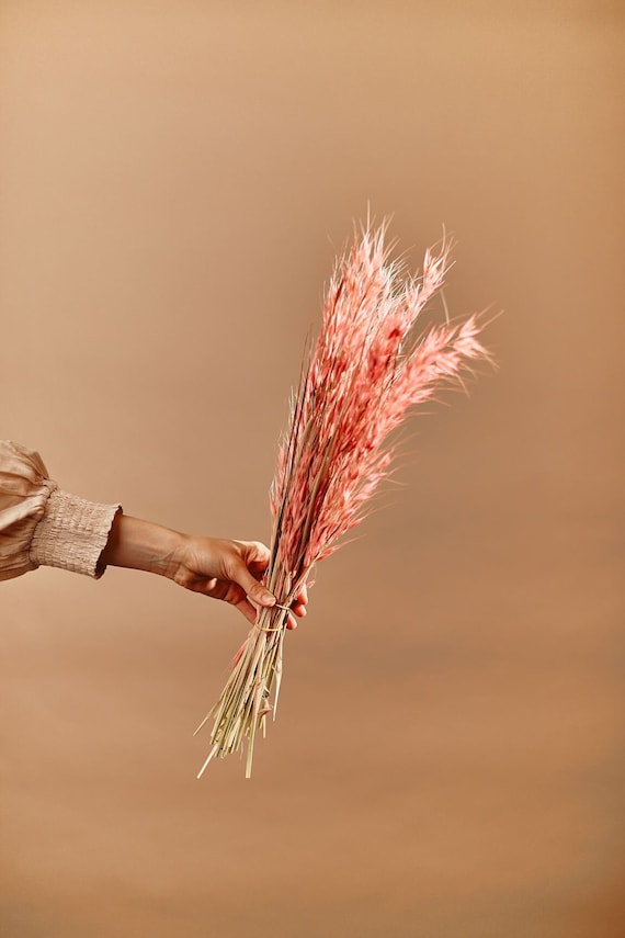 Pink Oats / Dried Avena Oats / Dried Flowers Bulk / Dried - Etsy UK