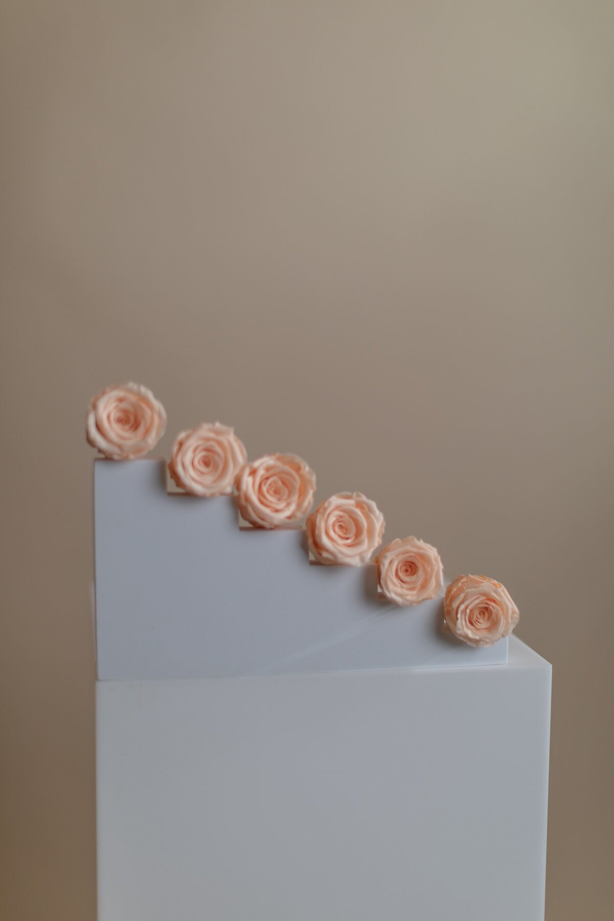 Wholesale Preserved Peach Roses 8 Head Box Stabilised Roses | Etsy