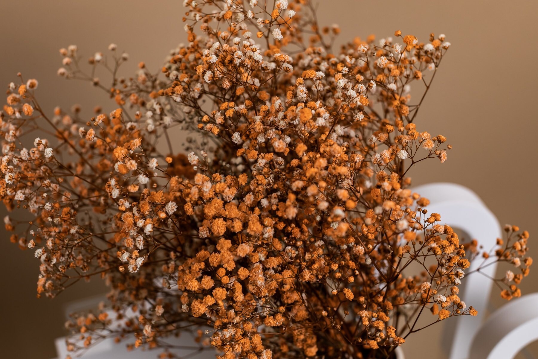 Painted Orange Dried Gypsophila Baby's Breath Flowers - Etsy