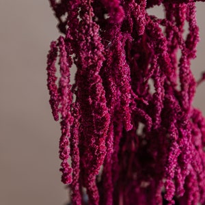 Hot Pink Trailing Amaranthus Caudatum - Pink Trailing Amaranthus ...