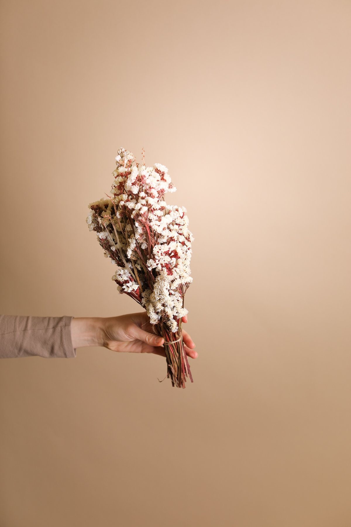 Red Stem Dried Statice Sinuata Natural White - Etsy