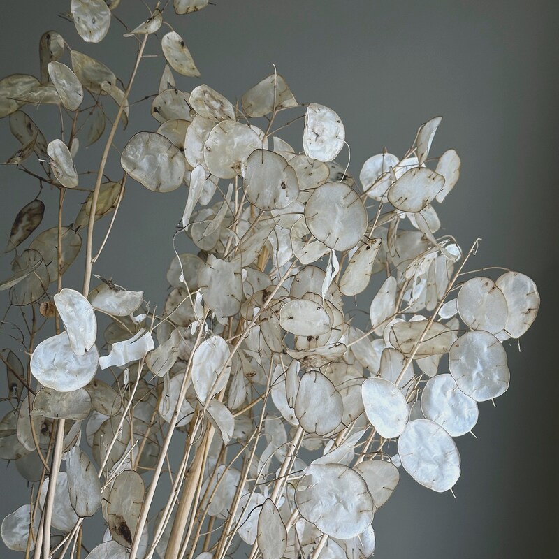 Dried Lunaria With Stems - Etsy UK