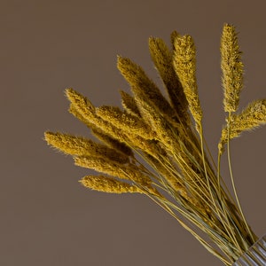 Setaria Pendula Yellow - Pastel Yellow Foxtail Millet Grass - Etsy UK