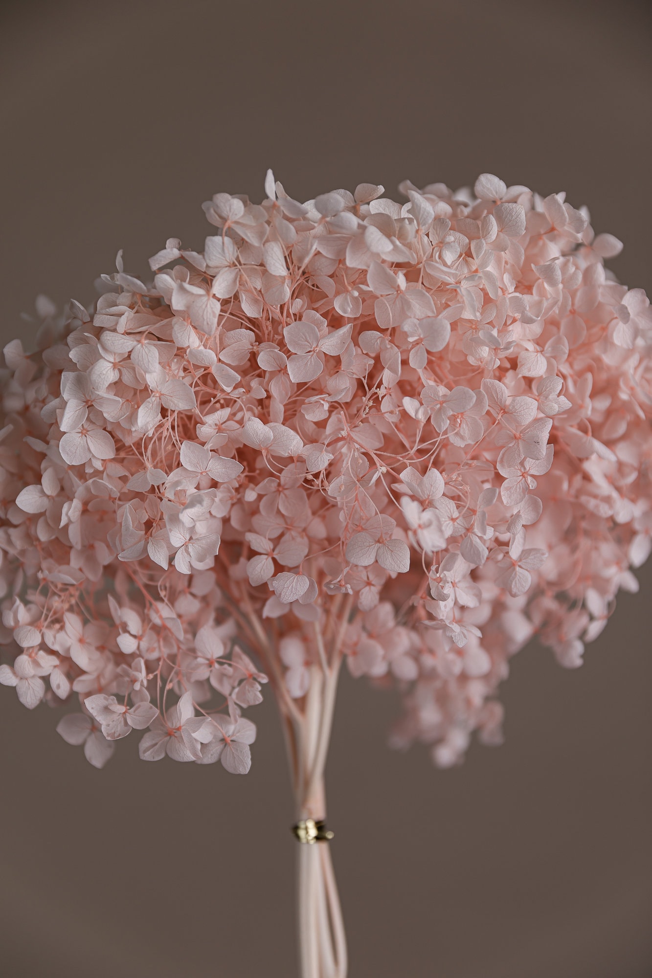 Preserved Stabilised Pink Hydrangea High Quality - Etsy