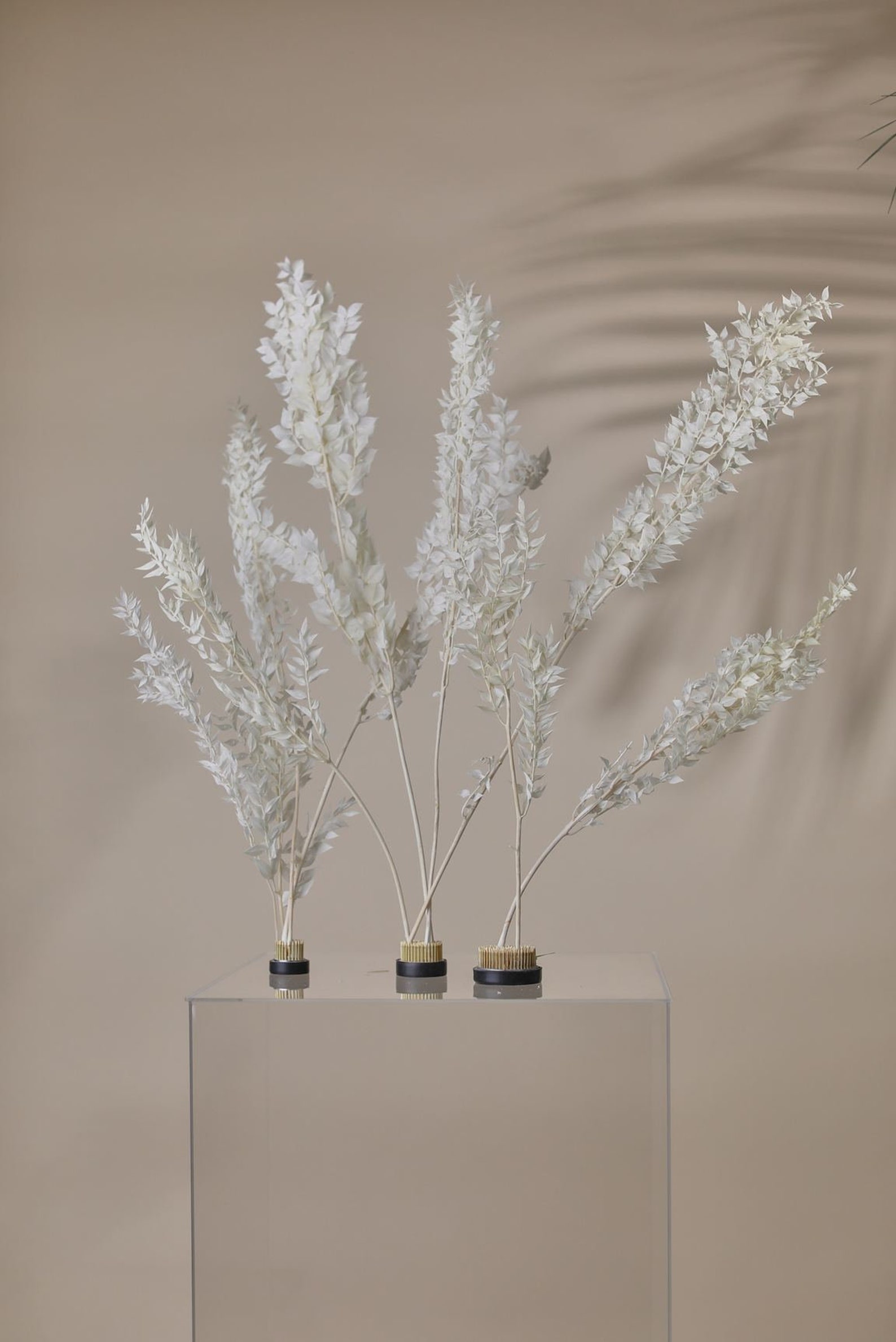 Bleached Preserved Ruscus - White / Rustic Home Decor / Dried Flowers ...