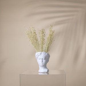 Dried Natural Linum / Dried Flax Seeds Pods / Wholesale Dried Flowers ...