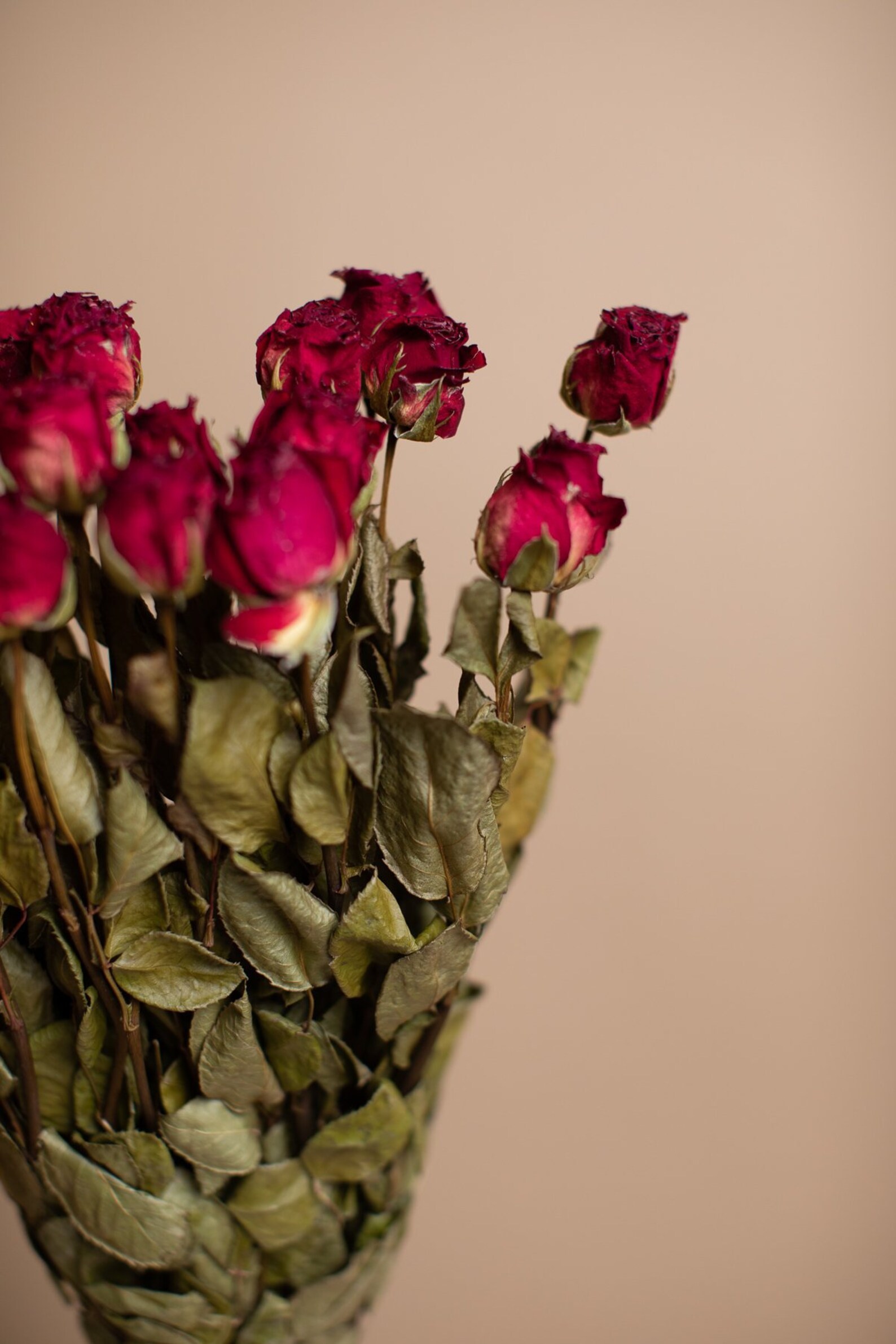 Dried Roses Natural Deep Red - Etsy