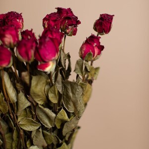 Dried Roses - Natural Deep Red - Etsy