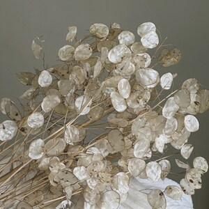 Dried Lunaria - Honesty Flowers White/cream All Natural - Etsy UK