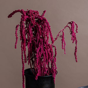 Hot Pink Trailing Amaranthus Caudatum - Pink Trailing Amaranthus ...