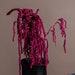 Hot Pink Trailing Amaranthus Caudatum Pink Trailing Amaranthus ...