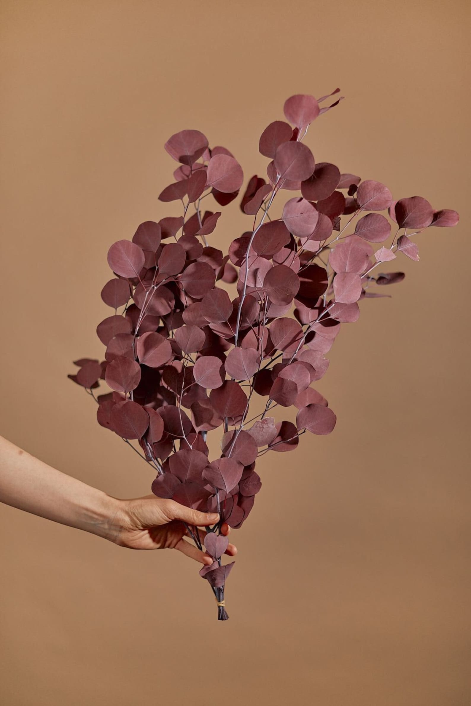 Red Preserved Eucalyptus Populus / Real Dried Flowers - Etsy