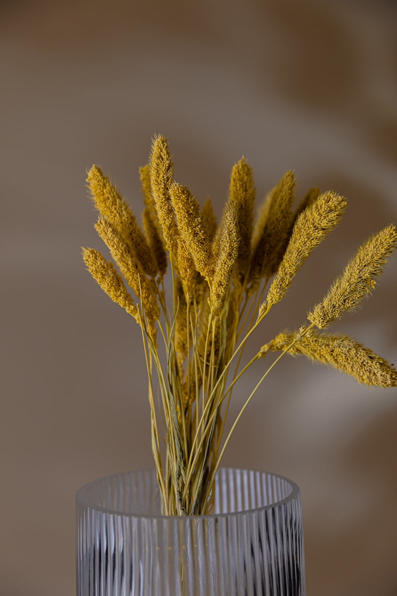 Setaria Pendula Yellow - Pastel Yellow Foxtail Millet Grass - Etsy UK