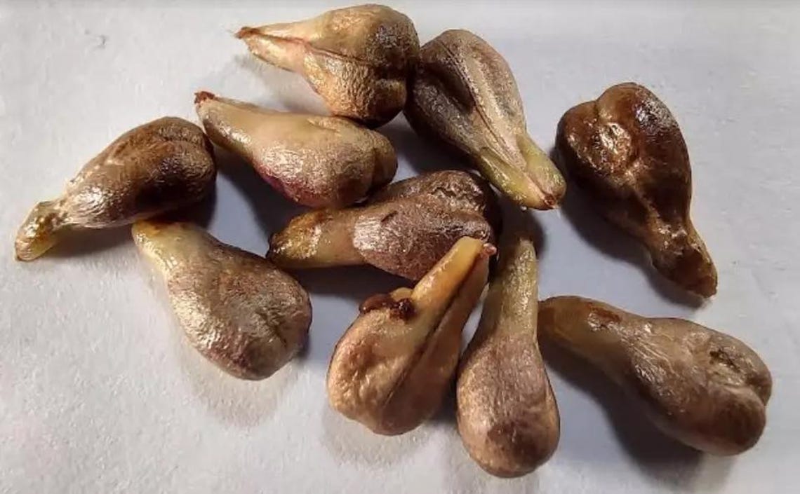 30+ Red Globe Grape Seeds (vitis Vinifera) ~ready to Plant ~fruit Vine ...