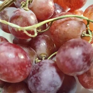 30+ Red Globe Grape Seeds (vitis Vinifera) ~ready to Plant ~fruit Vine ...