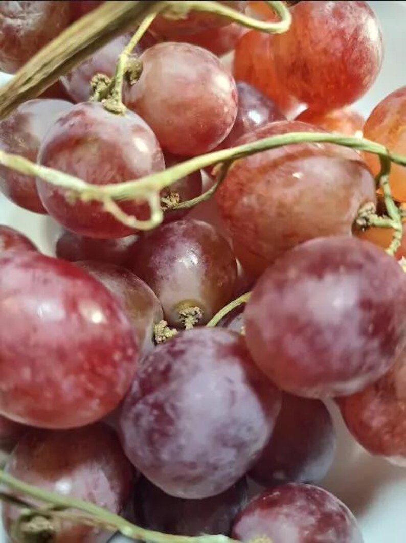 30+ Red Globe Grape Seeds (vitis Vinifera) ~ready to Plant ~fruit Vine ...