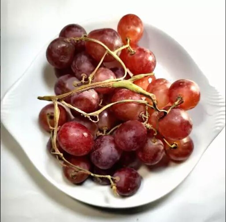 30+ Red Globe Grape Seeds (vitis Vinifera) ~ready to Plant ~fruit Vine ...