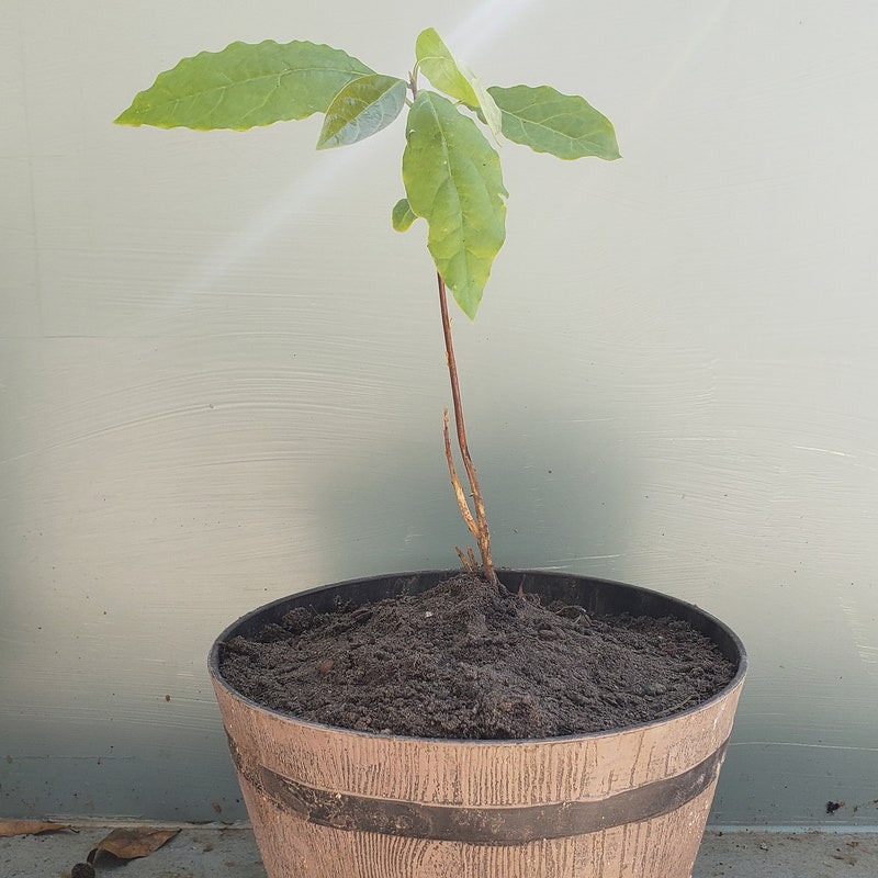 Hass Avocado Tree - Etsy