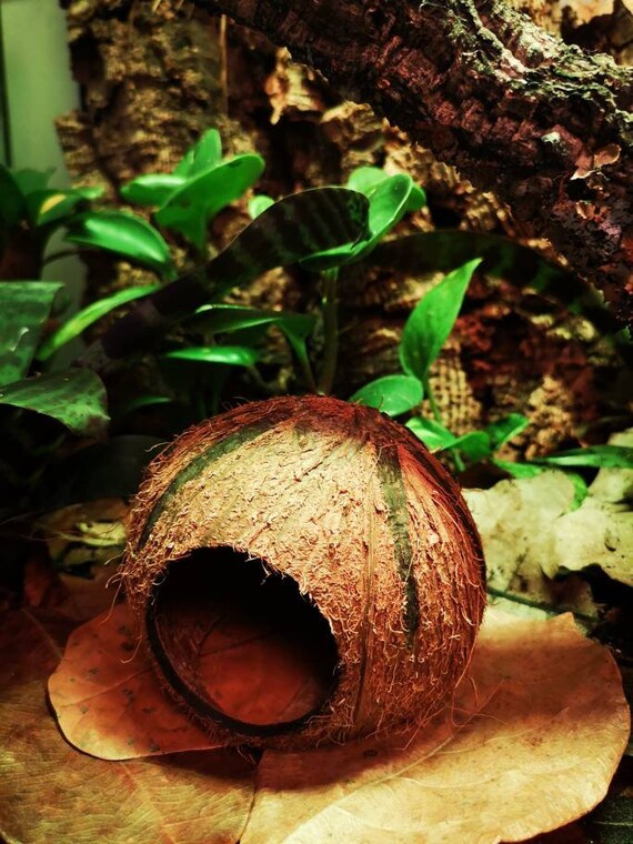Tarantula Themed Coconut Cave | Etsy