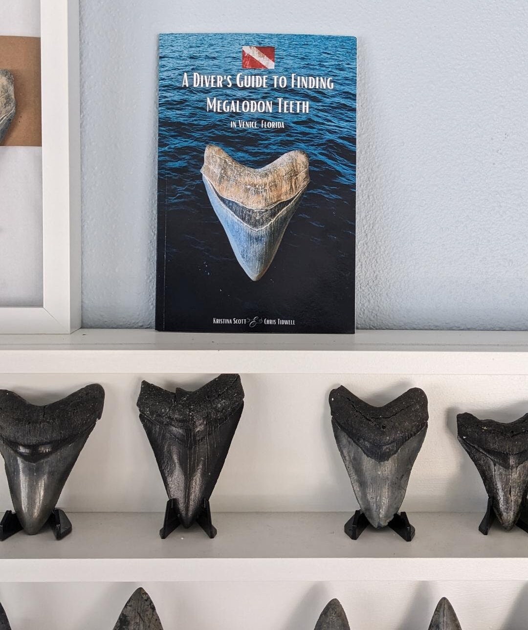 A Divers Guide to Finding Megalodon Teeth in Venice, Florida, Scuba ...