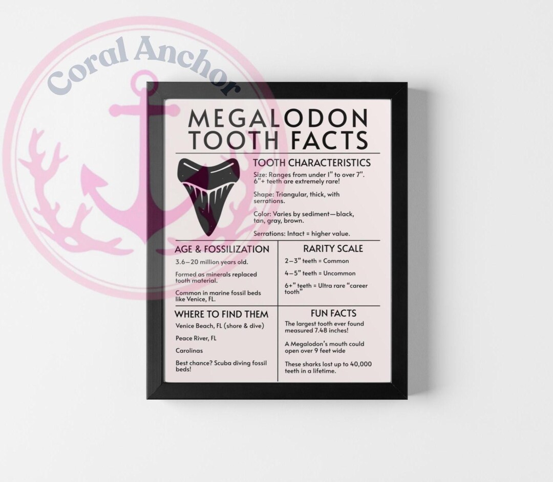 Megalodon Shark Tooth Facts Poster, Educational Scientific Wall Art ...