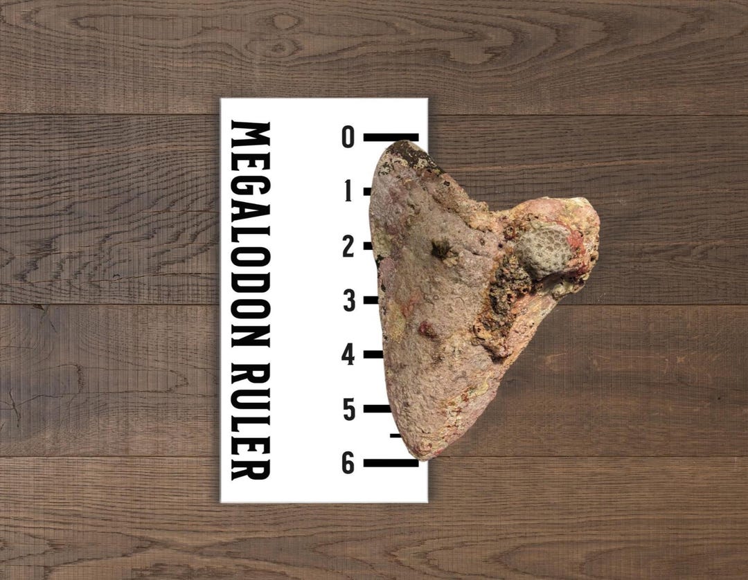 Megalodon Ruler Sticker, Shark Tooth Hunter Gear, Dive Boat Decal ...