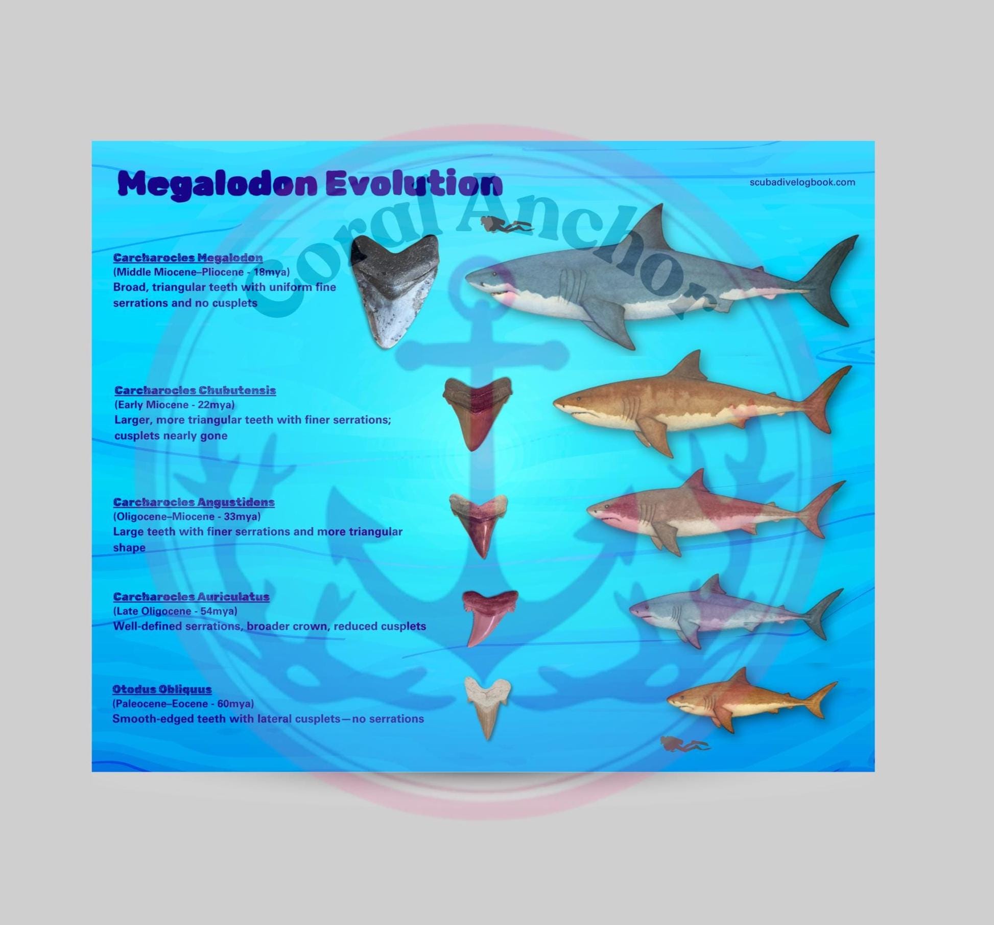 Megalodon Evolution Chart With Teeth - Wall Art, Home Decor, Marine ...