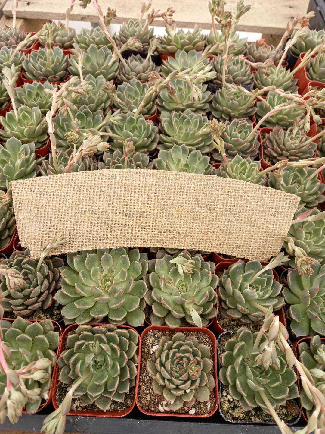 REAL Burlap or Printed Burlap Succulent Wrapper | Wedding | Baby Shower ...