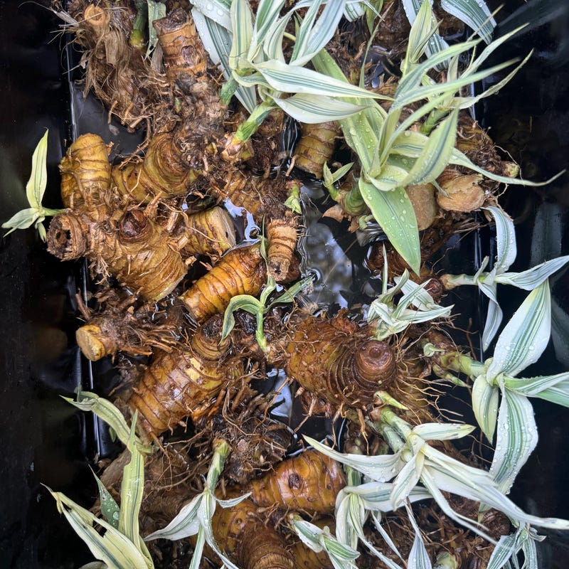 Rhizomes Bamboo Plant - Etsy