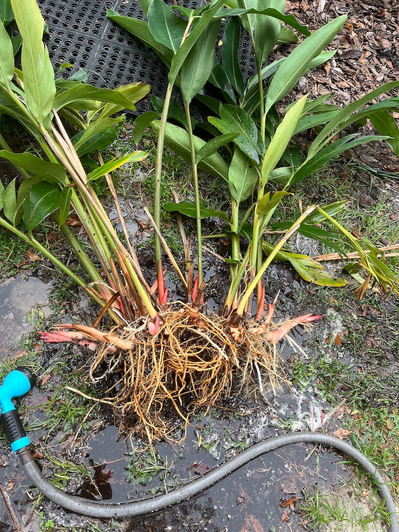 5 Shell Ginger Rhizomes - Etsy