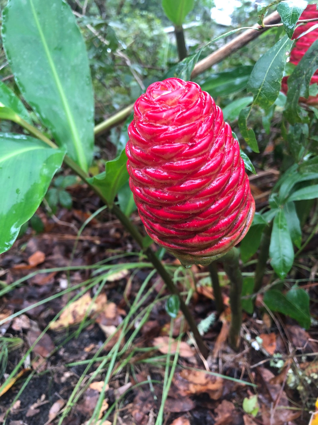 Lot of 5 Rhizomes of Pine Cone/shampoo Ginger. - Etsy