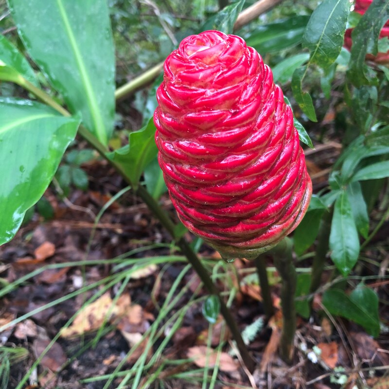 Ginger Plants - Etsy