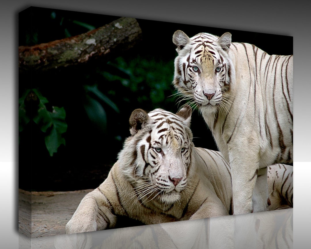 White Bengal Tiger Canvas Wall Decor Bengal Tiger Canvas Decor Nature ...