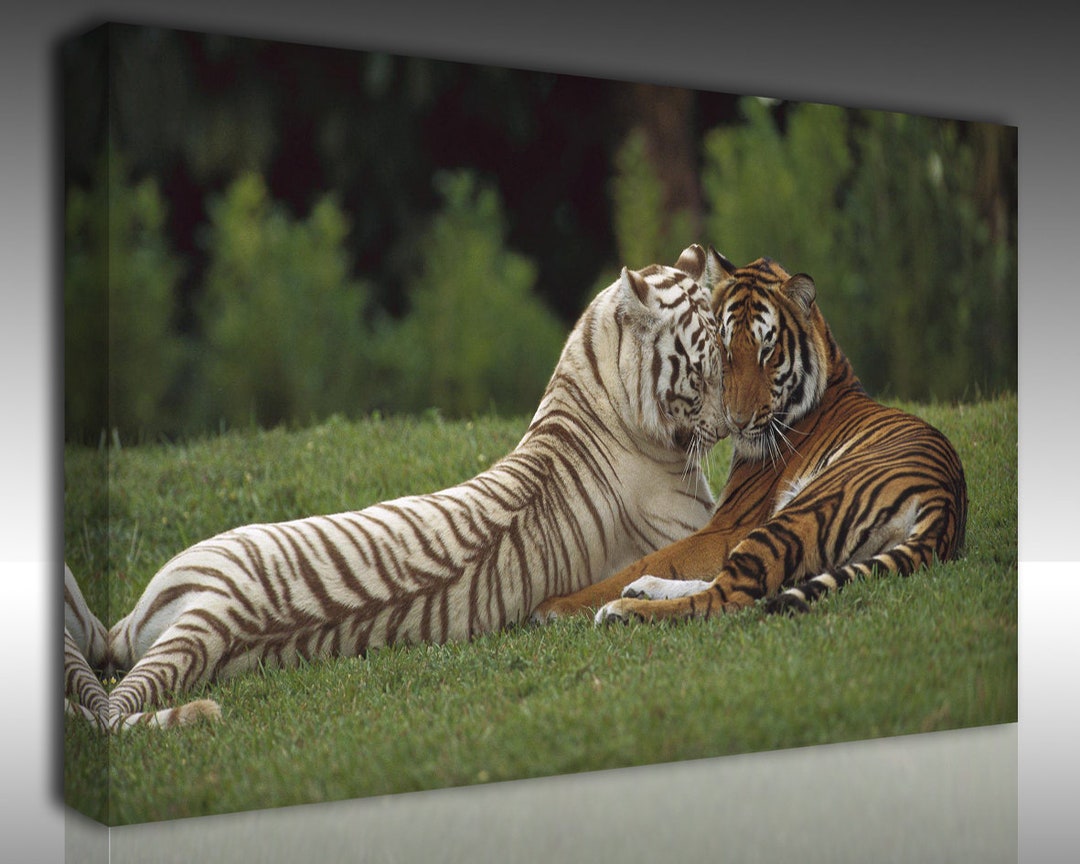 Tigers Wall Art Canvas Print, ,tigers Love, Siberian Tiger Wild Life ...