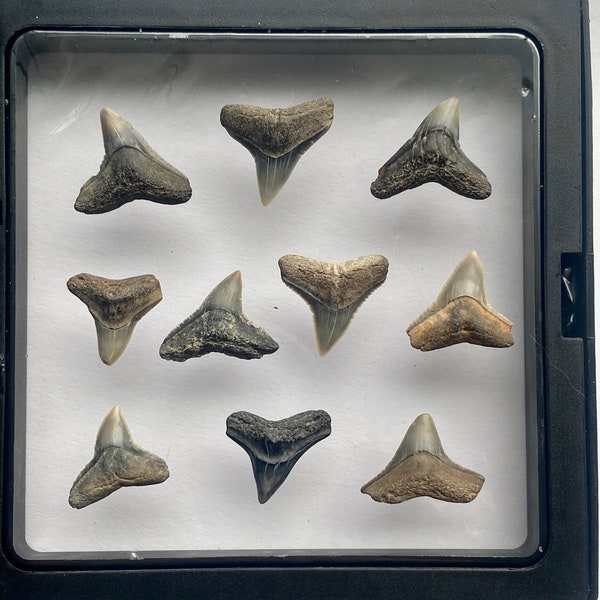 Bull Shark Teeth - Etsy