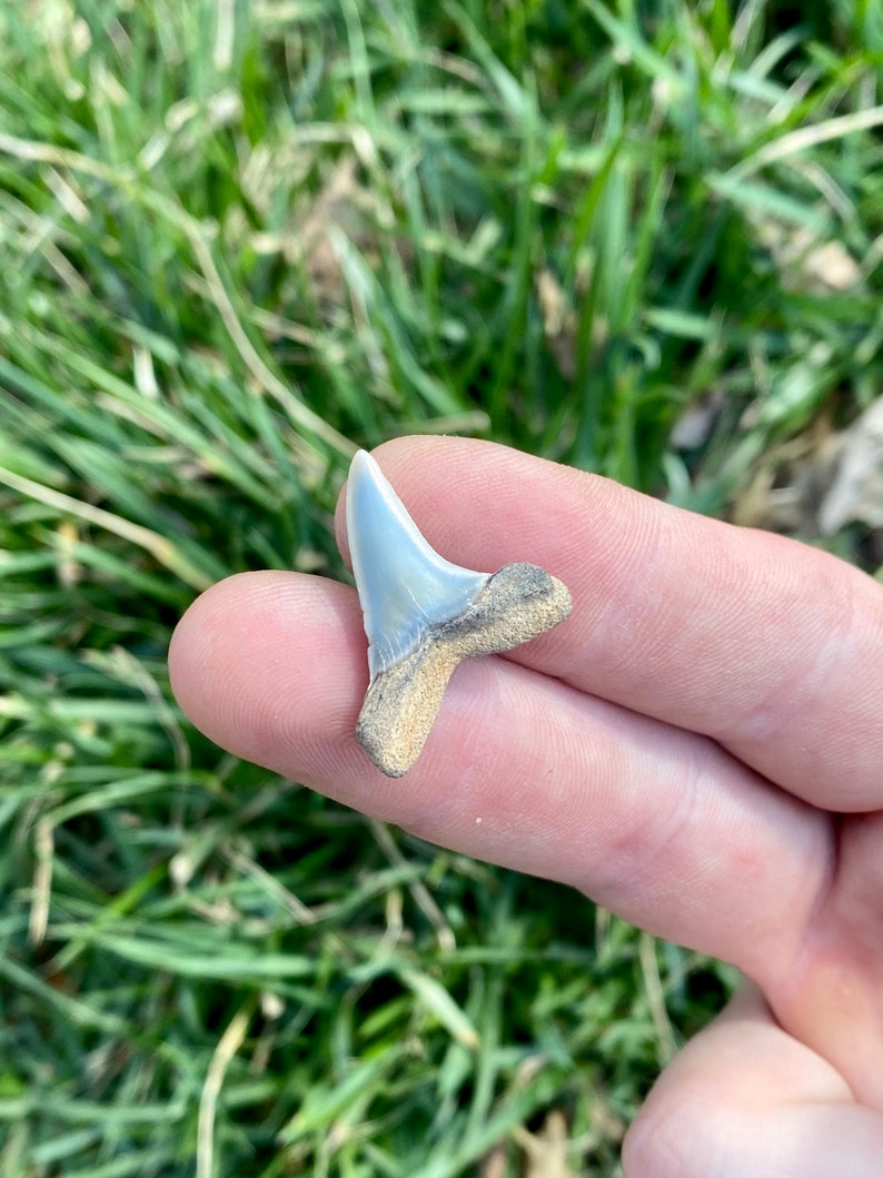 Isurus Retroflexus Shark Tooth - Etsy