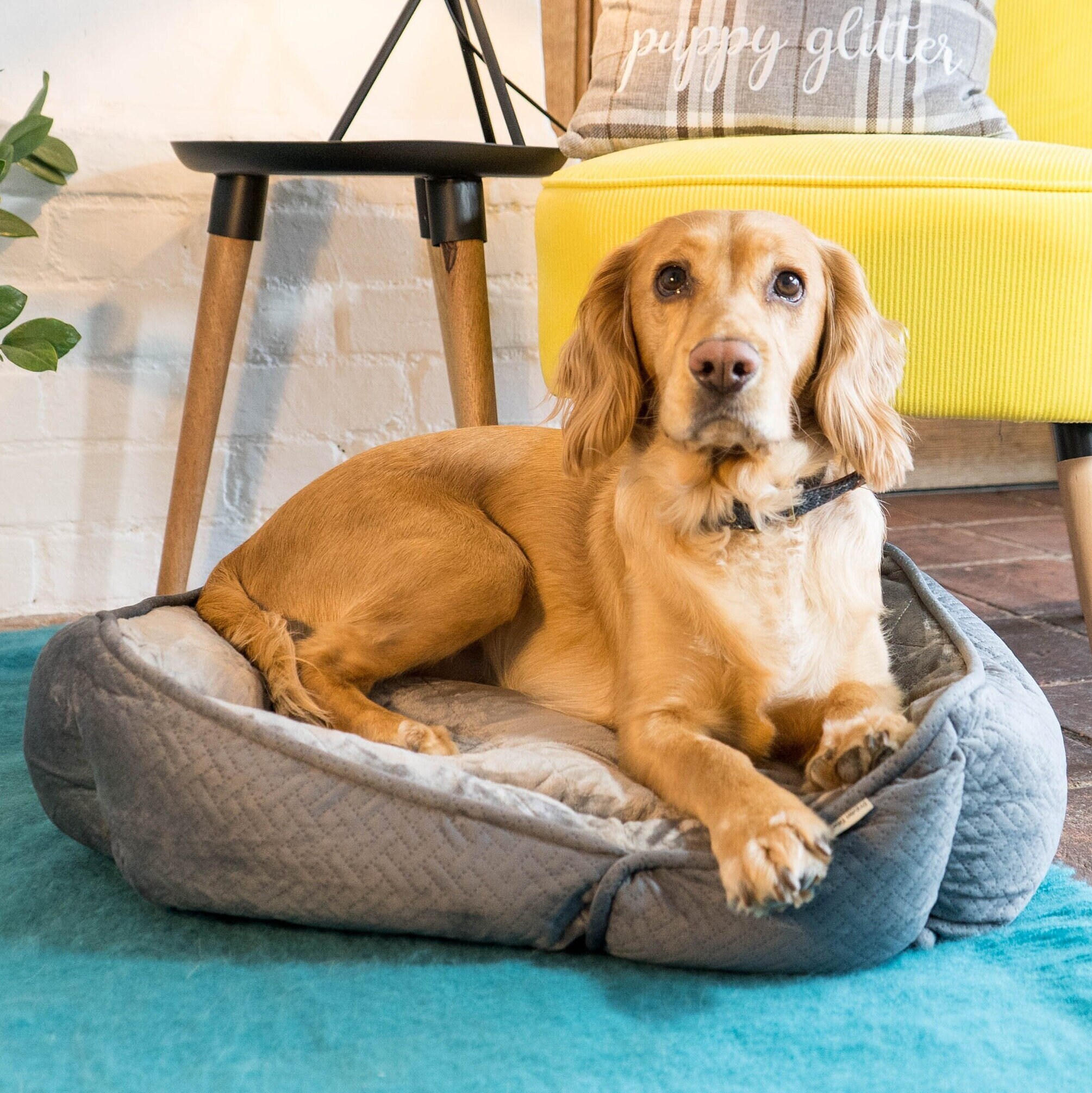 Unique Dog Beds