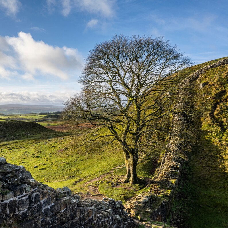 Remembering Sycamore Gap & Hadrian's Wall Greeting Cards pack of 6 - Etsy