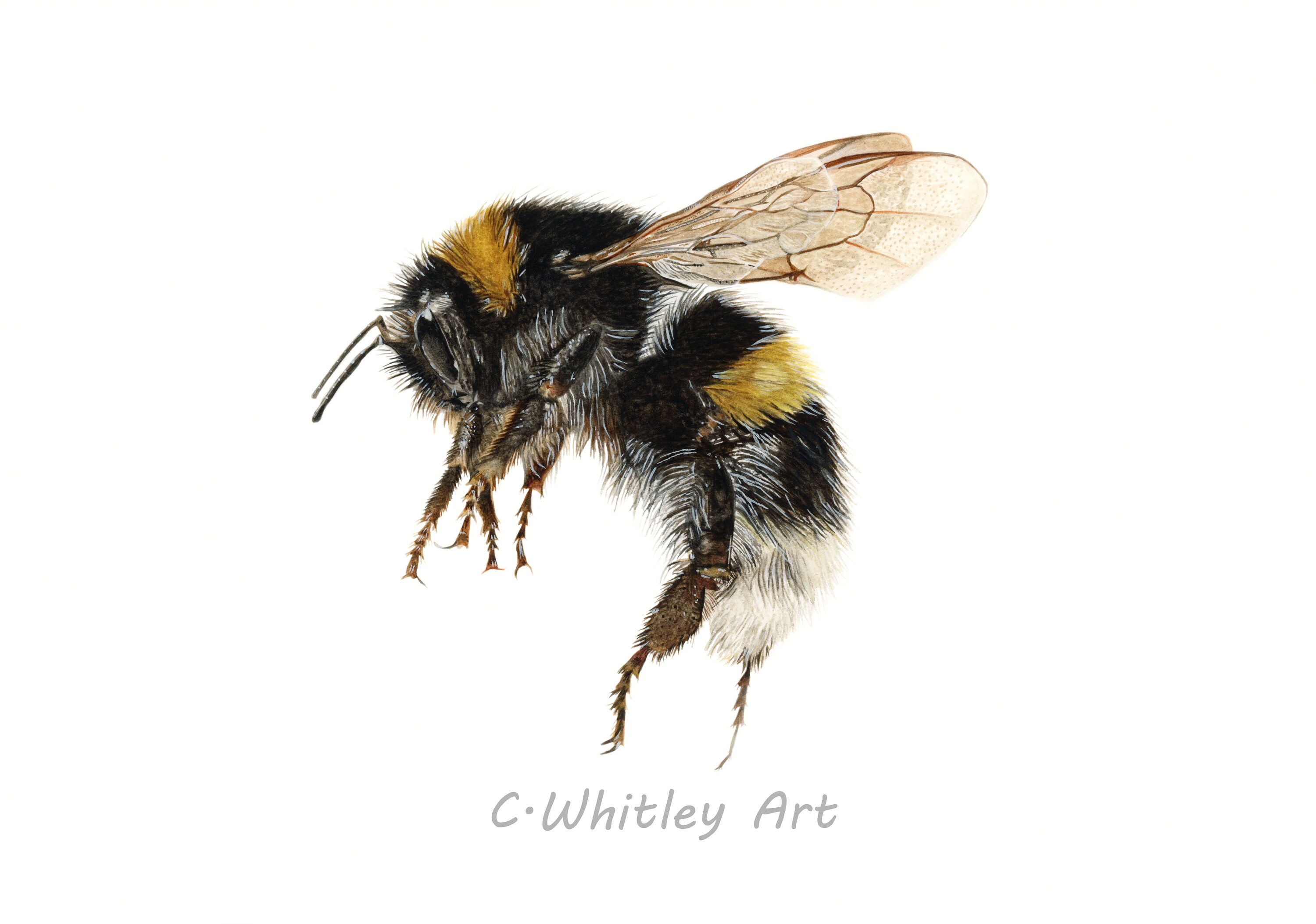 Watercolour Painting of Bumblebee in Flight A4/A5 Gicleé Print ...