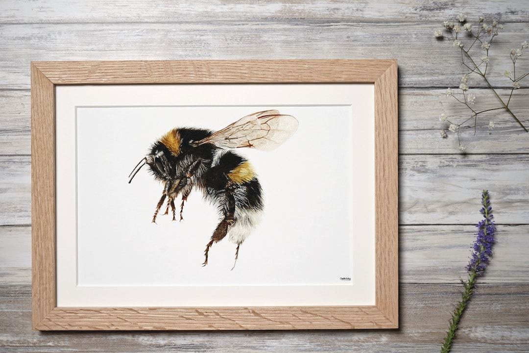 Watercolour Painting of Bumblebee in Flight A4/A5 Gicleé Print ...
