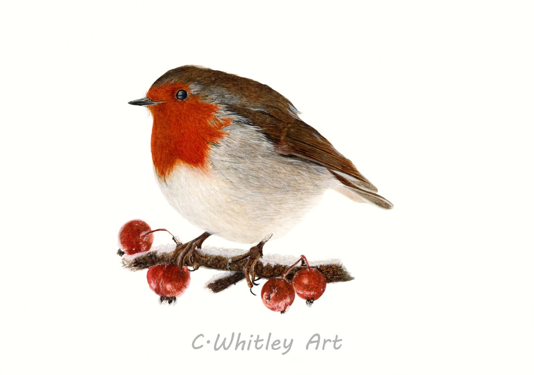 Watercolour Painting of British Red Robin in the Snow A4/A5 Gicleé ...