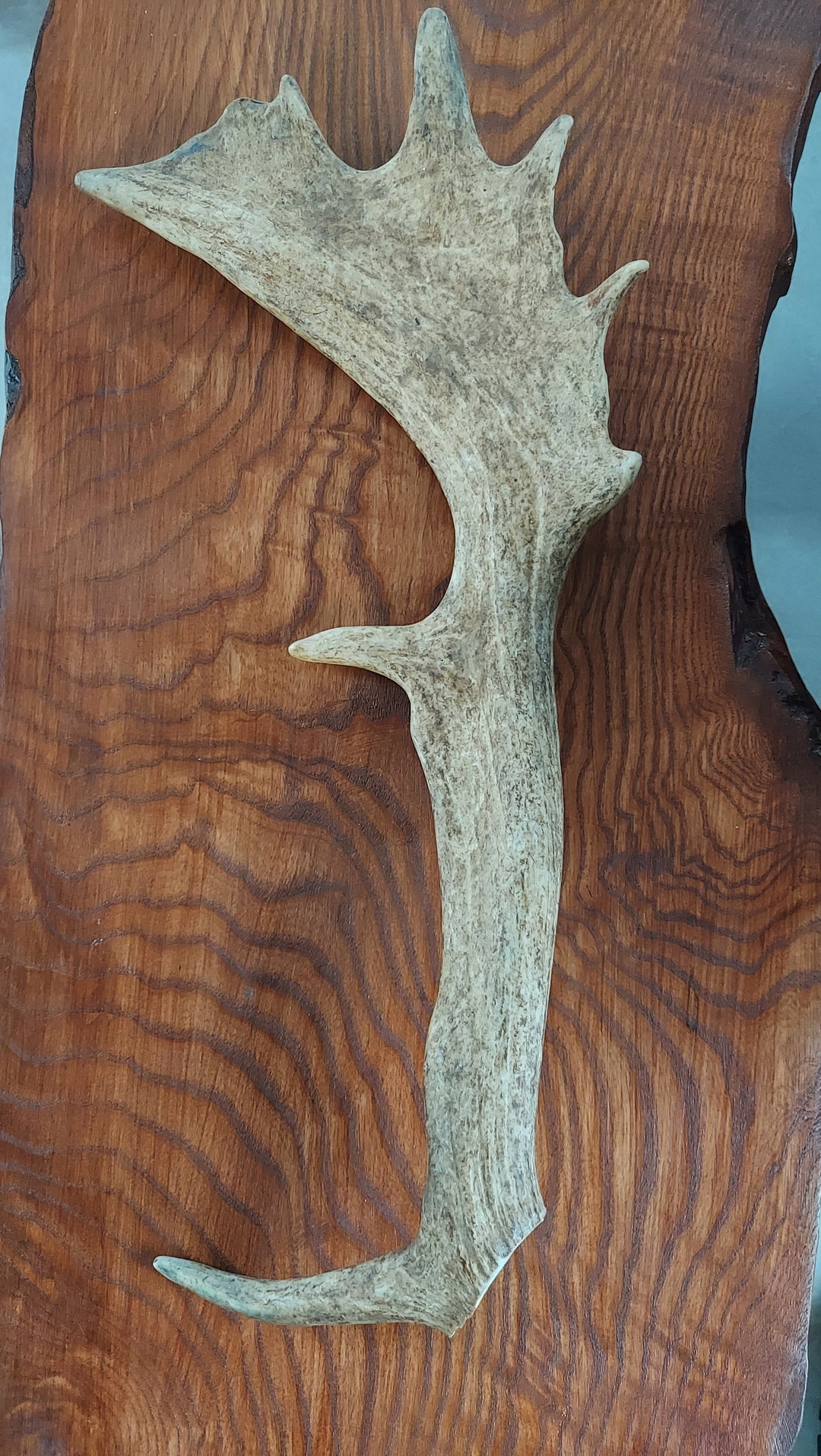 Whole Fallow Deer Antler - Etsy