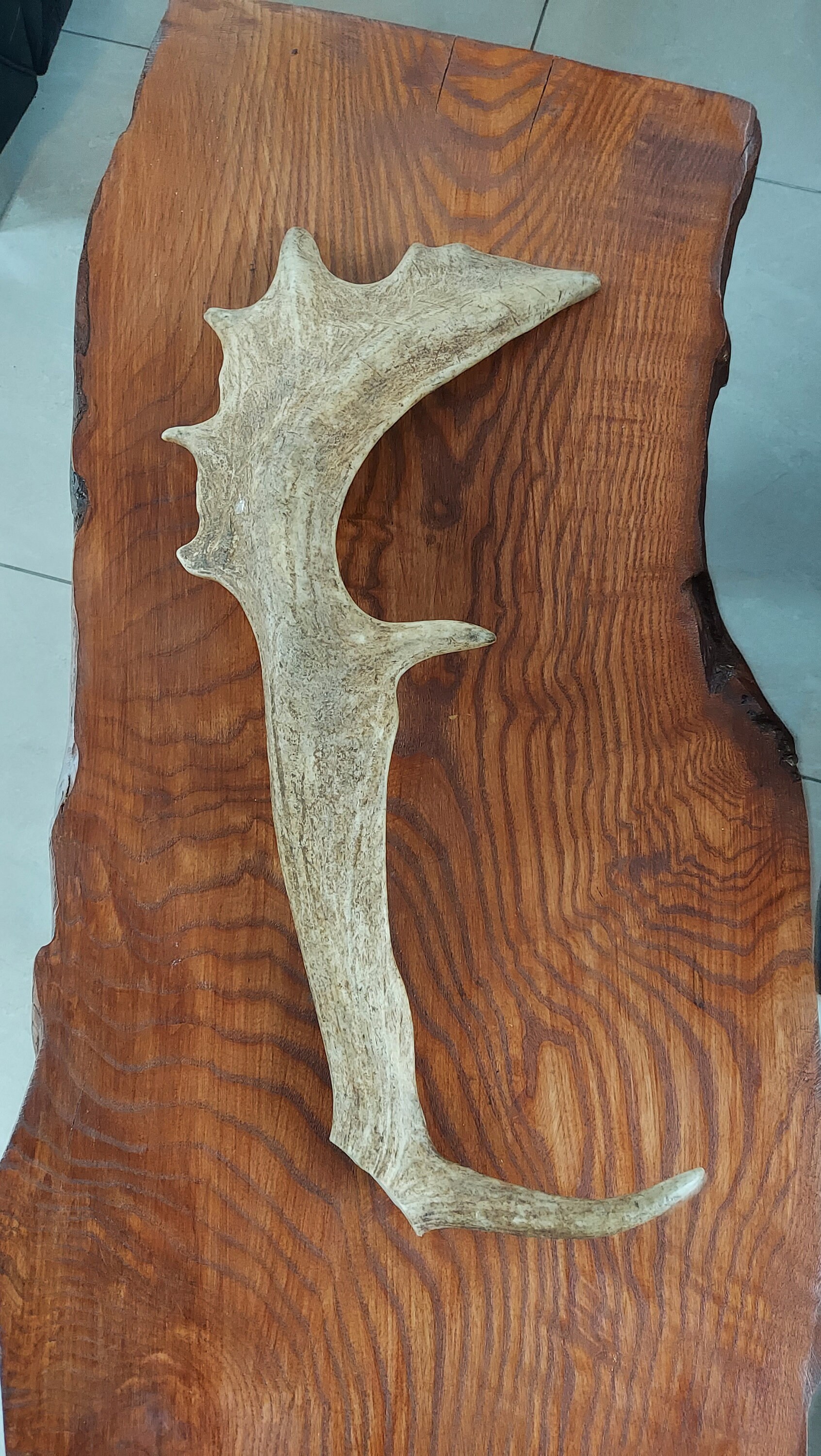 Whole Fallow Deer Antler - Etsy