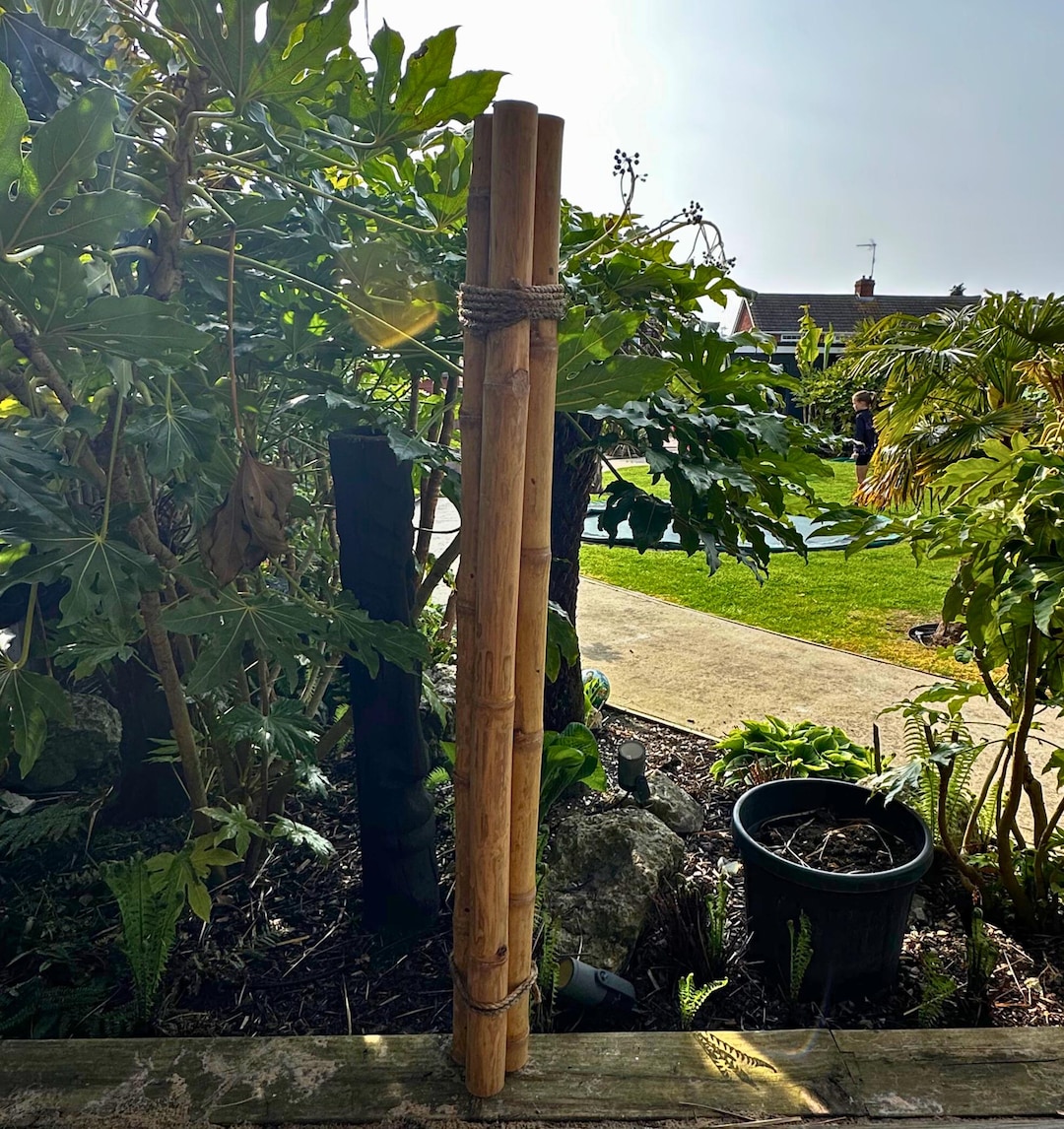 Apus Natural Bamboo Pole 8-10cm Diameter Short Lengths - 1m - 1.95m ...