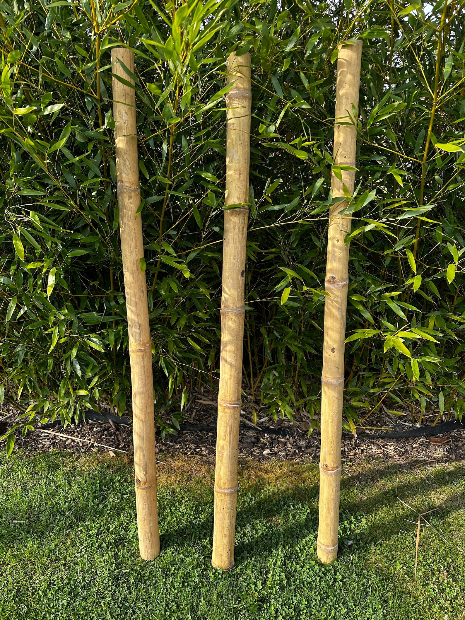 Apus Natural Bamboo Pole 4-6cm Diameter Long Lengths - 2m - 3m ...